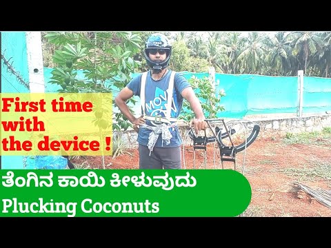 ತೆಂಗಿನ ಕಾಯಿ ಕೀಳುವುದು | Plucking Coconuts using coconut tree climbing ...