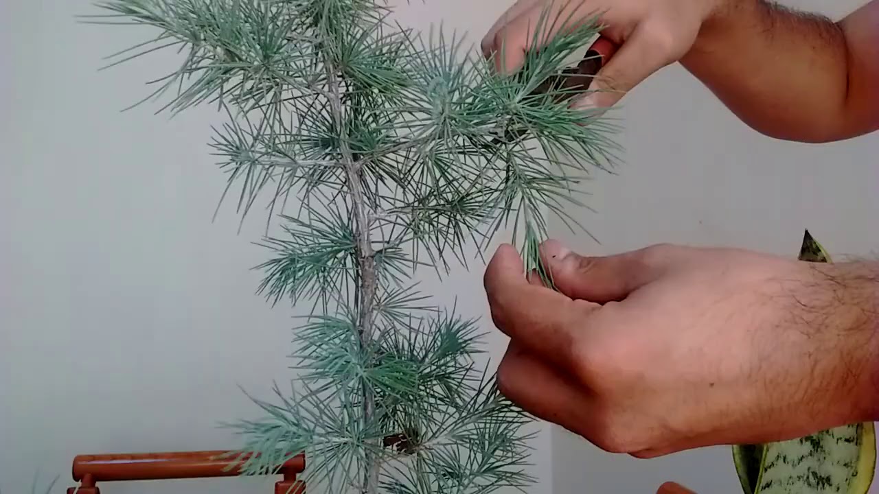 Pruning a Cedar Pre Bonsai - YouTube