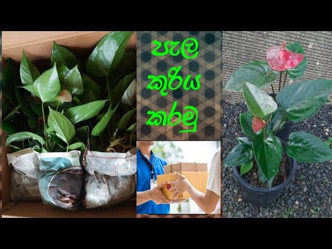 ඇන්තූරියම් පැල කුරිය කරමු ♥️ || #imathi #anthurium - YouTube
