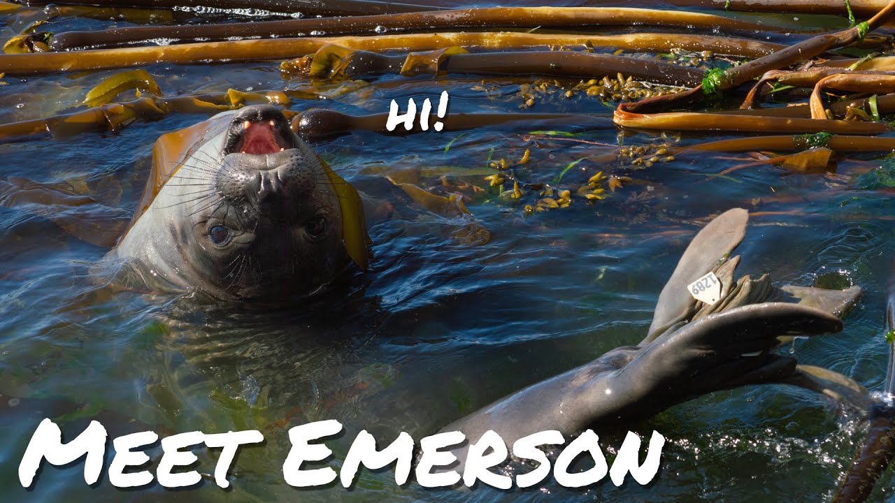 Meet Emerson the Roving Elephant Seal - YouTube
