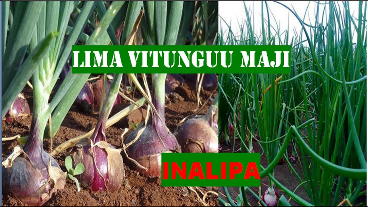 MAMBO YA KUZINGATIA KWA KILIMO BORA CHA VITUNGUU MAJI 2021 - YouTube