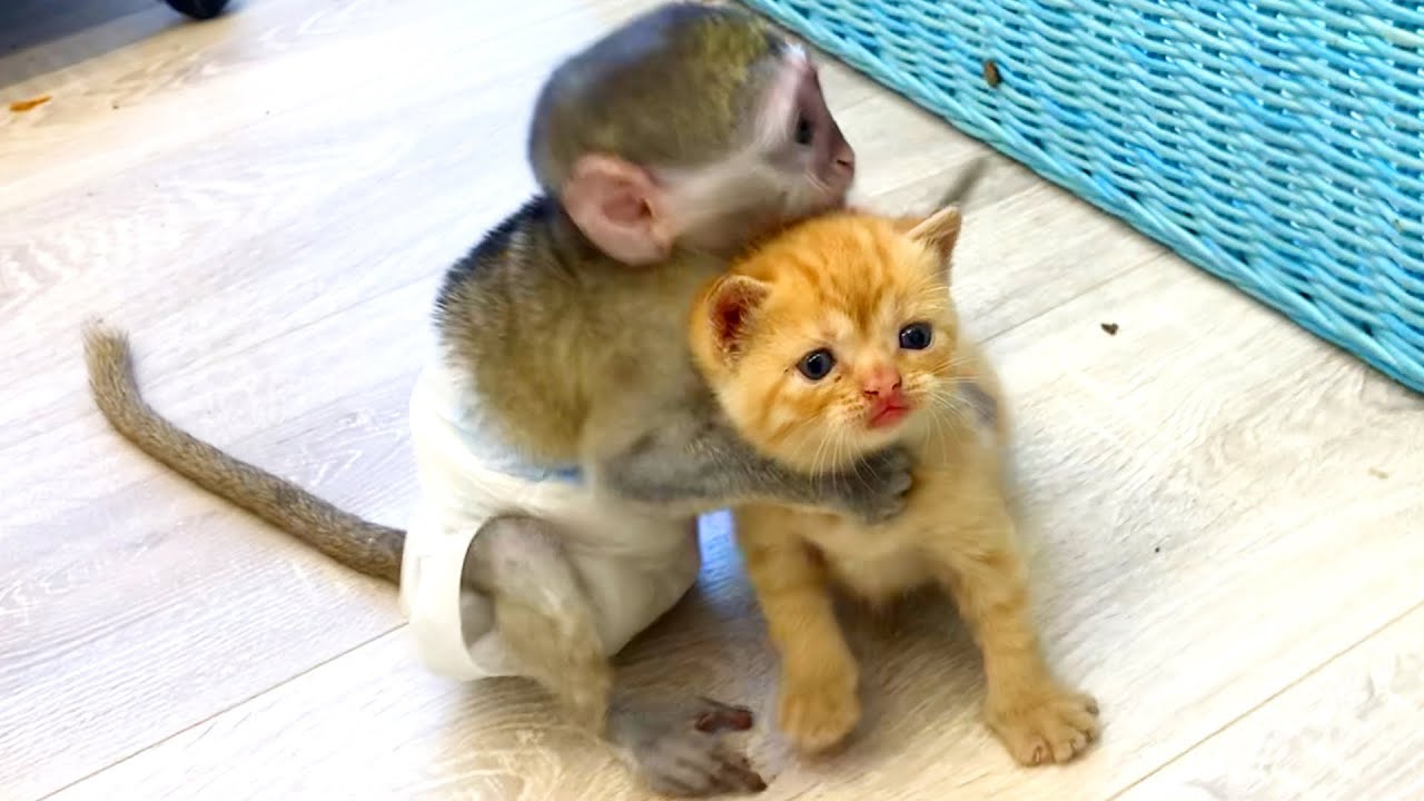 Monkey Susie calms adopted loud meowing kittens - YouTube