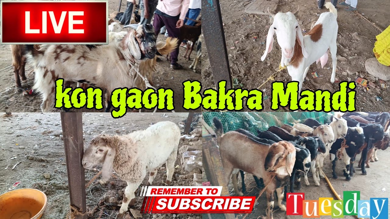 11,000 Onwards | At kon gaon Bakra Mandi Live 🔴 Update #sgf #subscribe ...