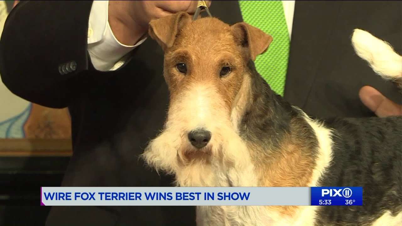 Westminster names wire fox terrier best in show amid backlash - YouTube