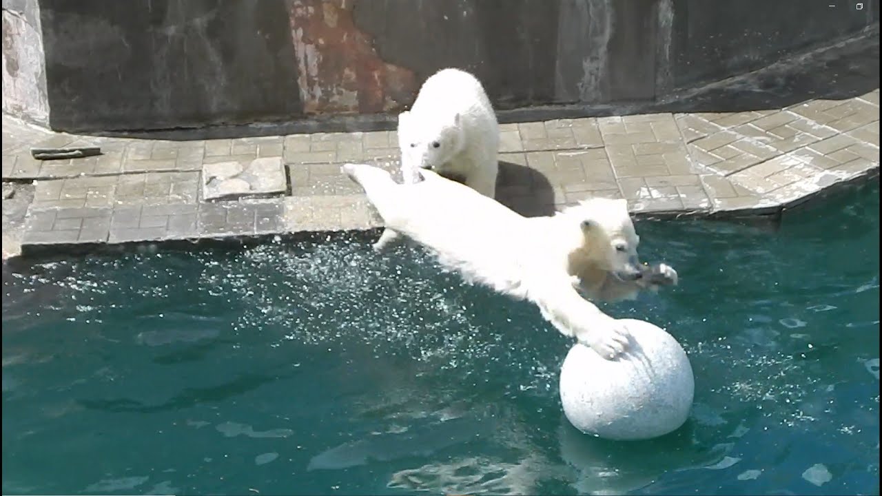 Wow! The brave little bear dived for the ball :) Relaxation. - YouTube