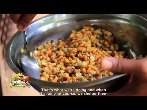 PAGKAKAIBA NG PAG KONDISYON NG MANOK SA TAG INIT AT TAG ULAN