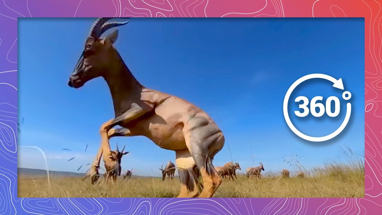 Topi Antelope Display Their Unique Mating Behaviors | Wildlife in 360 ...