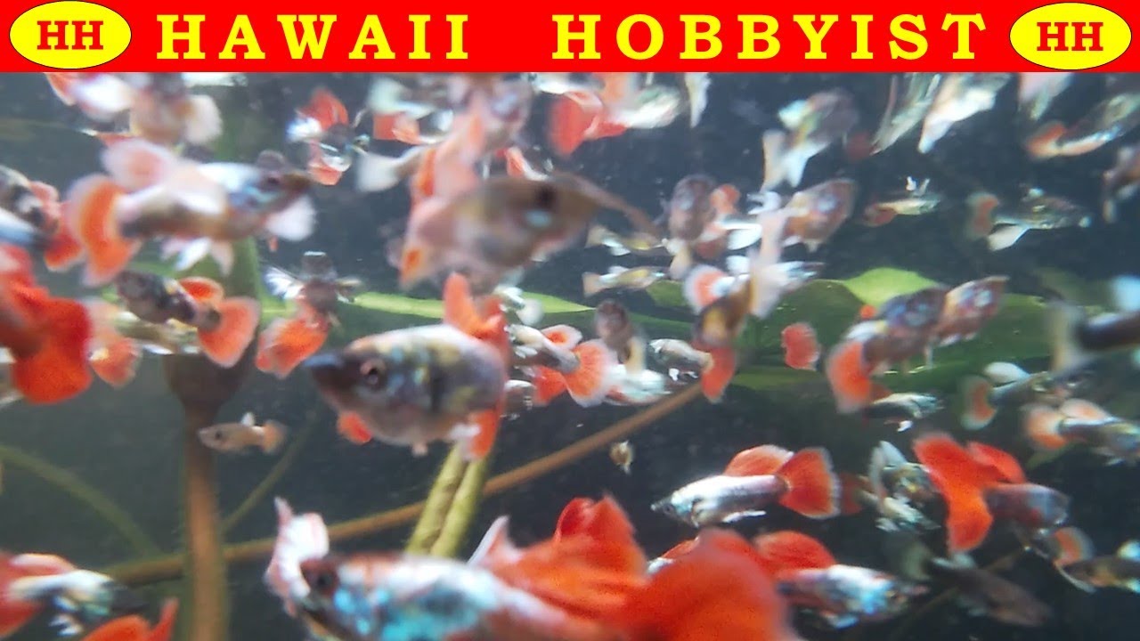 Watch Beautiful Santa Claus Guppies Growing: 1 Day Old to 16 Weeks ...