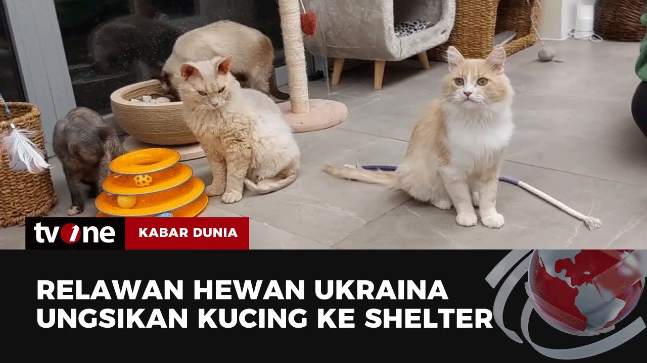 Mengintip Tempat Penampungan Kucing Korban Perang di Ukraina | Kabar ...