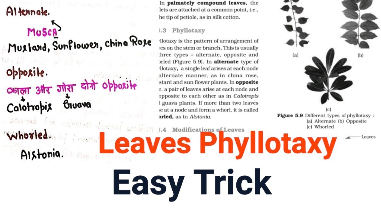 Easy trick to learn Phyllotaxy of leaves examples || NCERT Figure 5.9 ...