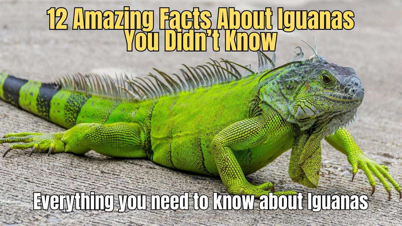 12 Amazing Facts About Iguanas You Didn’t Know What does a Iguana Look ...