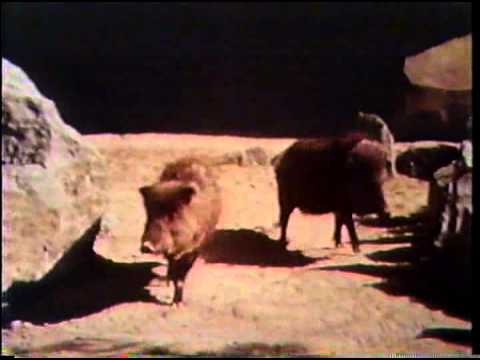 Classic Sesame Street - pairs of animals on film - YouTube
