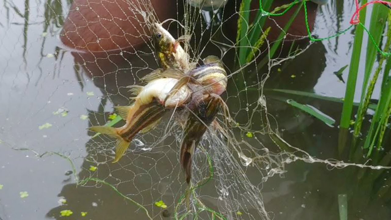 Traditional Fishing in Bangladesh ll Natural Fish Hunting With karent ...
