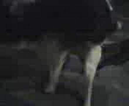 Estilo Cachorrinho - Dog Style - YouTube