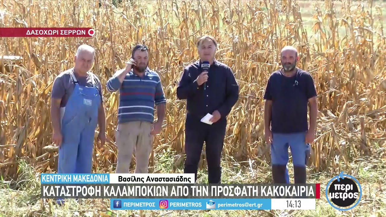 Καταστροφή καλαμποκιών από την πρόσφατη κακοκαιρία | 20/09/2022 | ΕΡΤ ...
