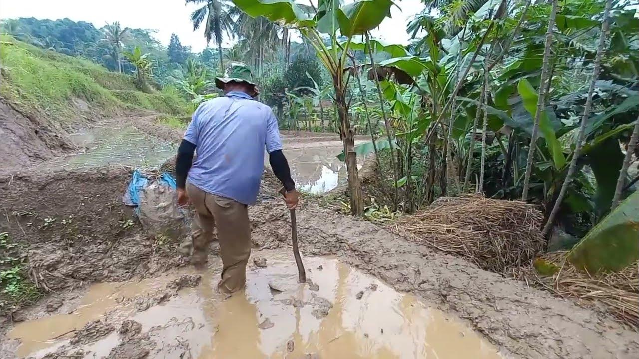 Suasana Pedesaan Jawa Barat Di Sore Hari.!! Meliput Pak RT OTIM Yang Lagi Nyangkul Di Sawah‼️ ...