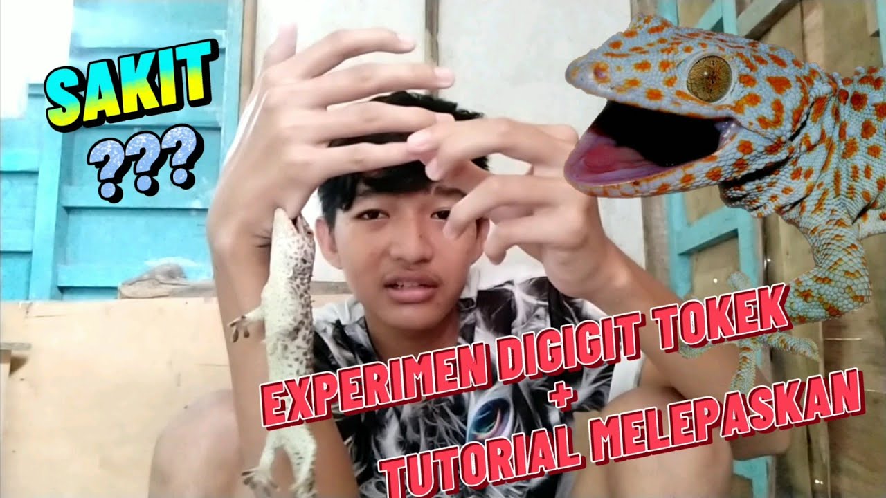 REAKSI DIGIGIT TOKEK!!! Fakta Atau Mitos Digigit Tokek Gak Akan Lepas ...