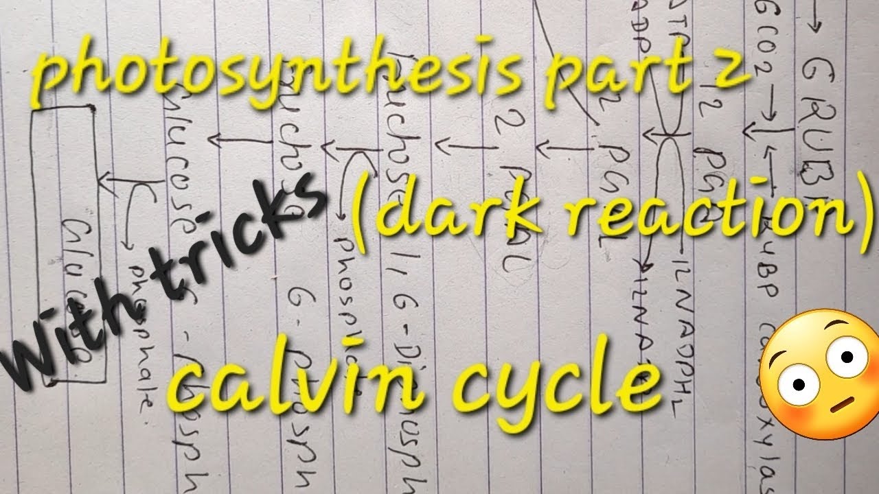 photosynthesis mechanisms .part 2. dark reaction ( calvin cycle)TRICKS ...