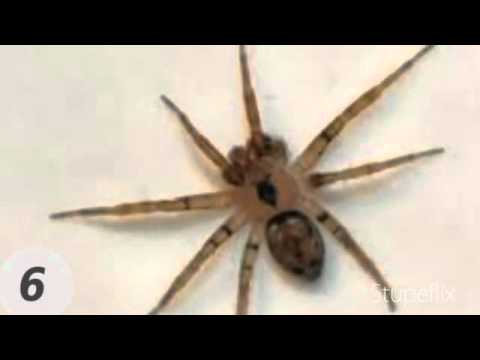 Top 10 Scariest Spiders - YouTube