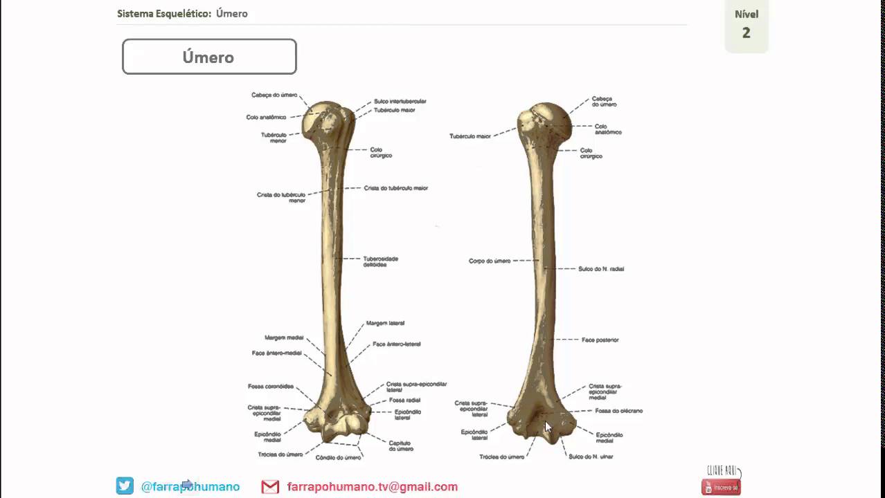 Anatomia Humana - Osso do Braço - Úmero - YouTube