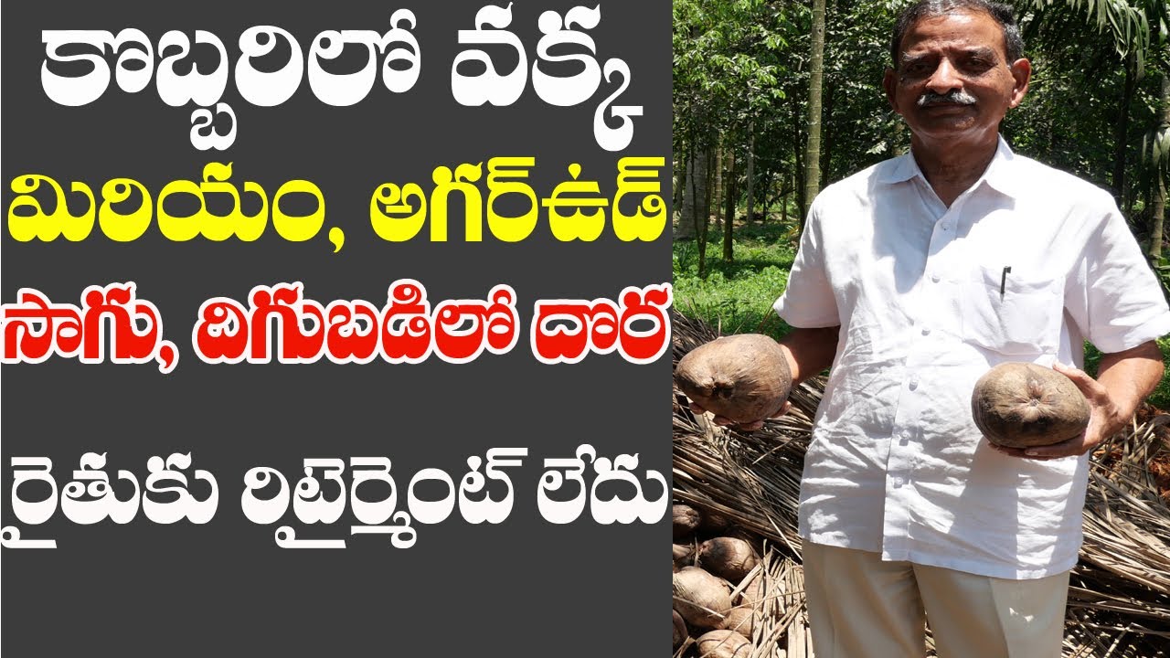 Multiple inter crops in Coconut|Areca Nut, Pepper, Agarwood| కొబ్బరిలో అంతర పంటలతో ఆదాయం - YouTube
