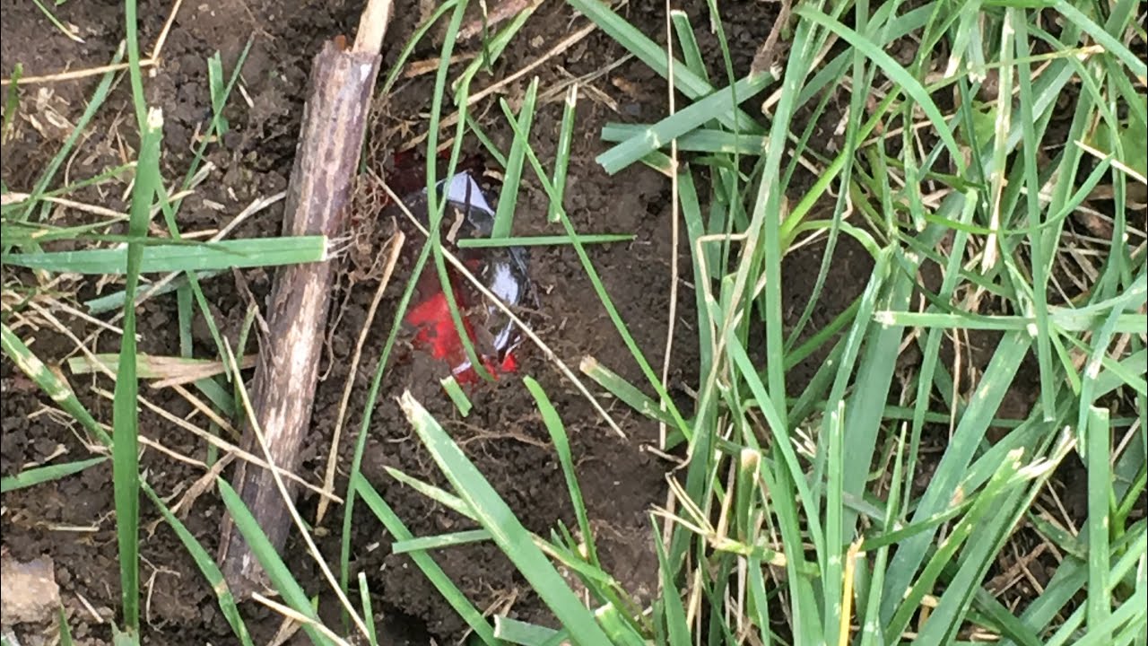 Finding a ruby in my backyard - YouTube