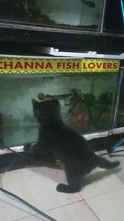 Riu gemes sm ikan channa #cute #kitten #ikanchanna #kucingdanikan - YouTube