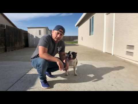 American Bully: learning how to Stack and Handle - YouTube