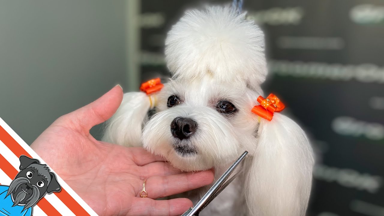 Marvelous Maltese Makeovers | Transforming Your Maltese's Look with ...