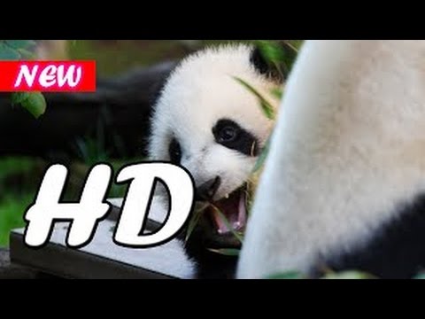 ╕Animal Planet 2015 ╕- Discovery Channel - Wildlife Animals - Panda ...
