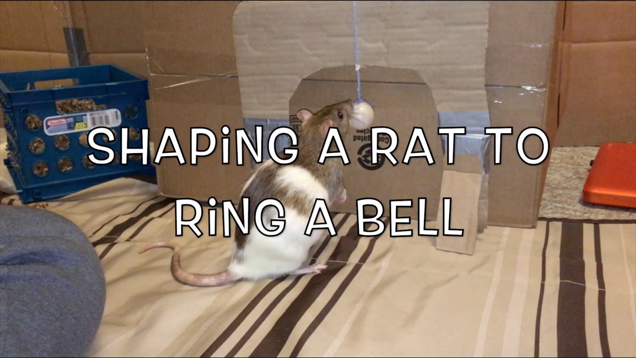 Clicker-Training: Shaping a Rat to Ring a Bell - YouTube