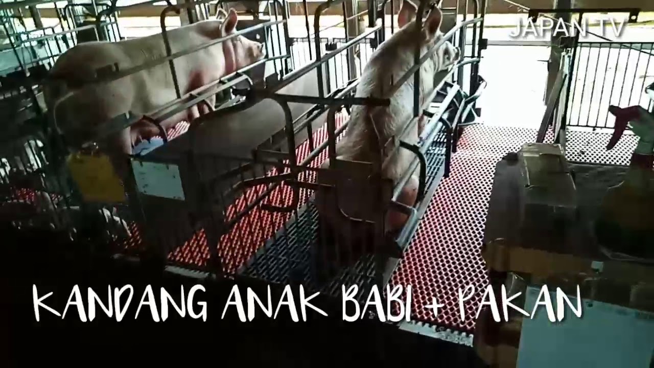 PIG FARMING IN JAPAN. eps 4 - YouTube