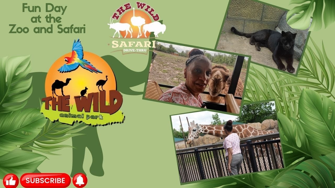 The Wild Animal Park | The Wild Safari Drive-Thru | Camel Grabs Cup | # ...
