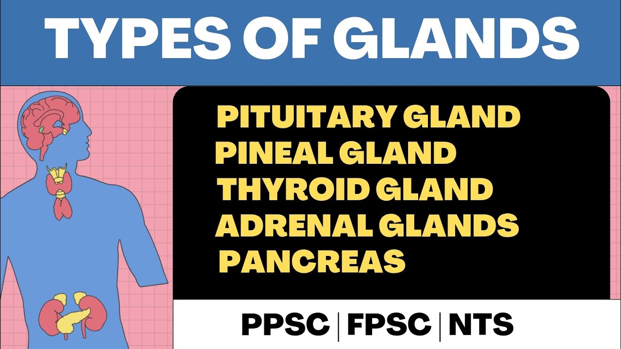 Endocrine System| Types of Glands in human body and their functions ...