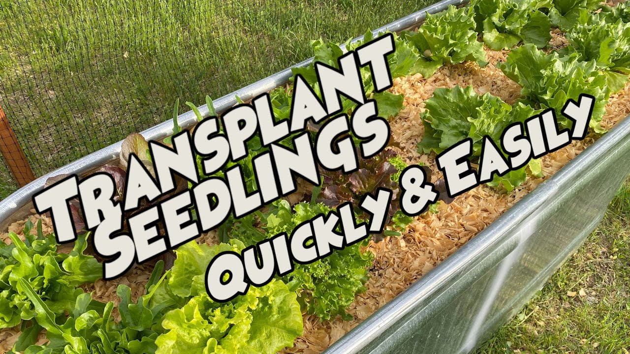How to Transplant Seedlings Quickly & Easily - YouTube