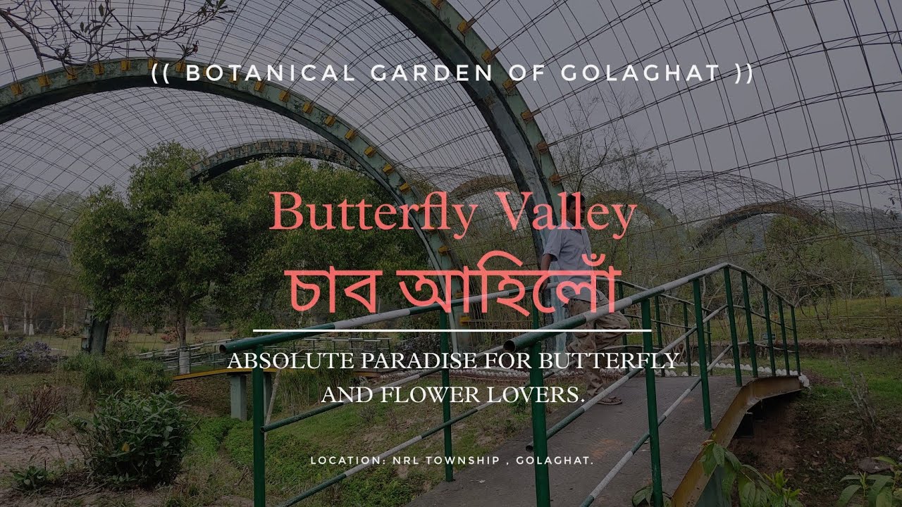 Butterfly Valley | NRL Township, Golaghat | Assamese vlog. - YouTube