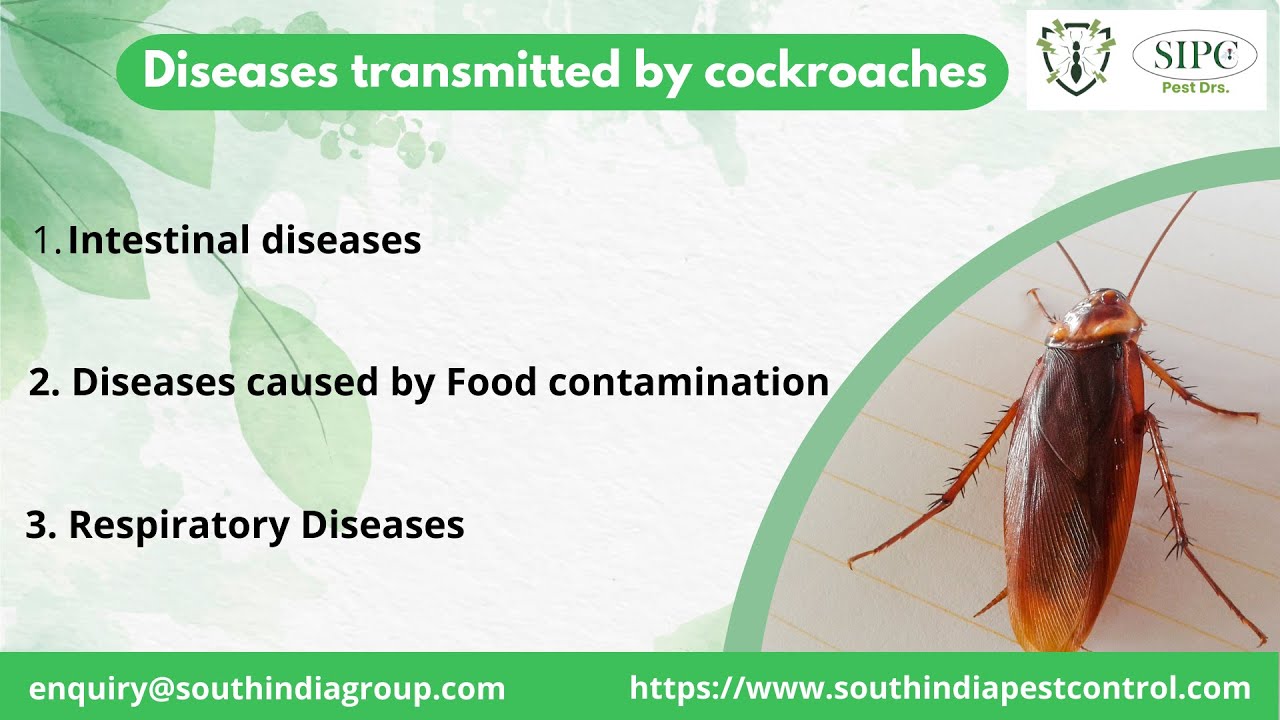 Diseases transmitted by cockroaches | Cockroach Control Treatment ...