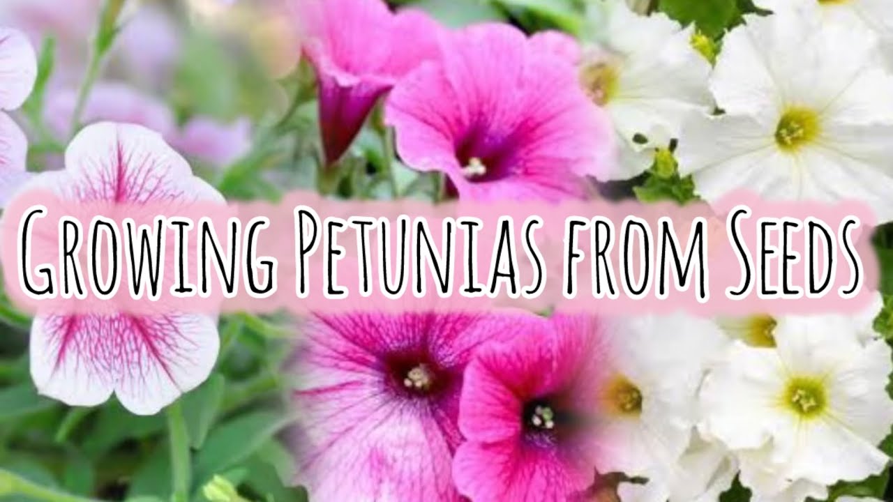 How to grow Petunias | Best season and techniques to grow petunias from seeds | propagating ...