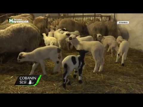 Çobanın Sesi - Kesim Fiyatlarında Yetiştiricinin Dikkat Etmesi Gerekenler