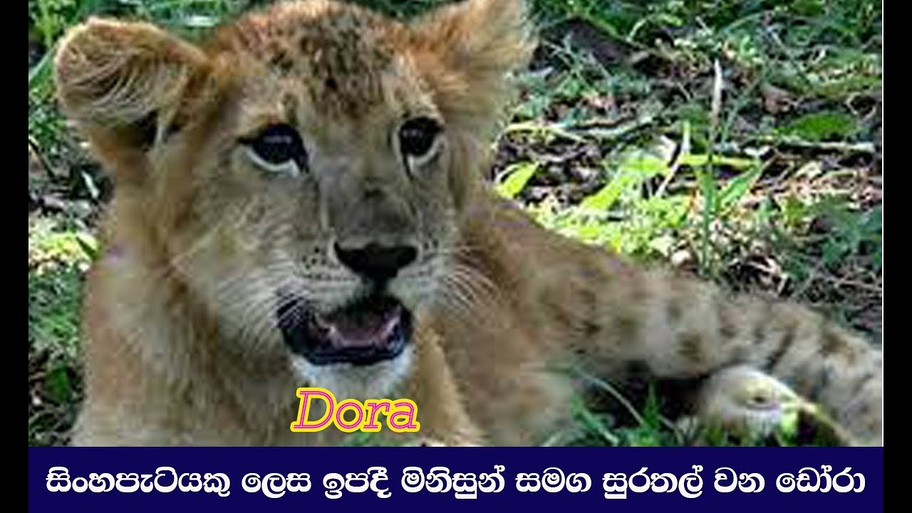 Ridiyagama DORA cub Sri Lanka !! සිංහපැටියෙකු ලෙස ඉපදී මිනිසුන්සමග ...