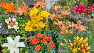 LILY Garden Tour with NAMES and CARE TIPS