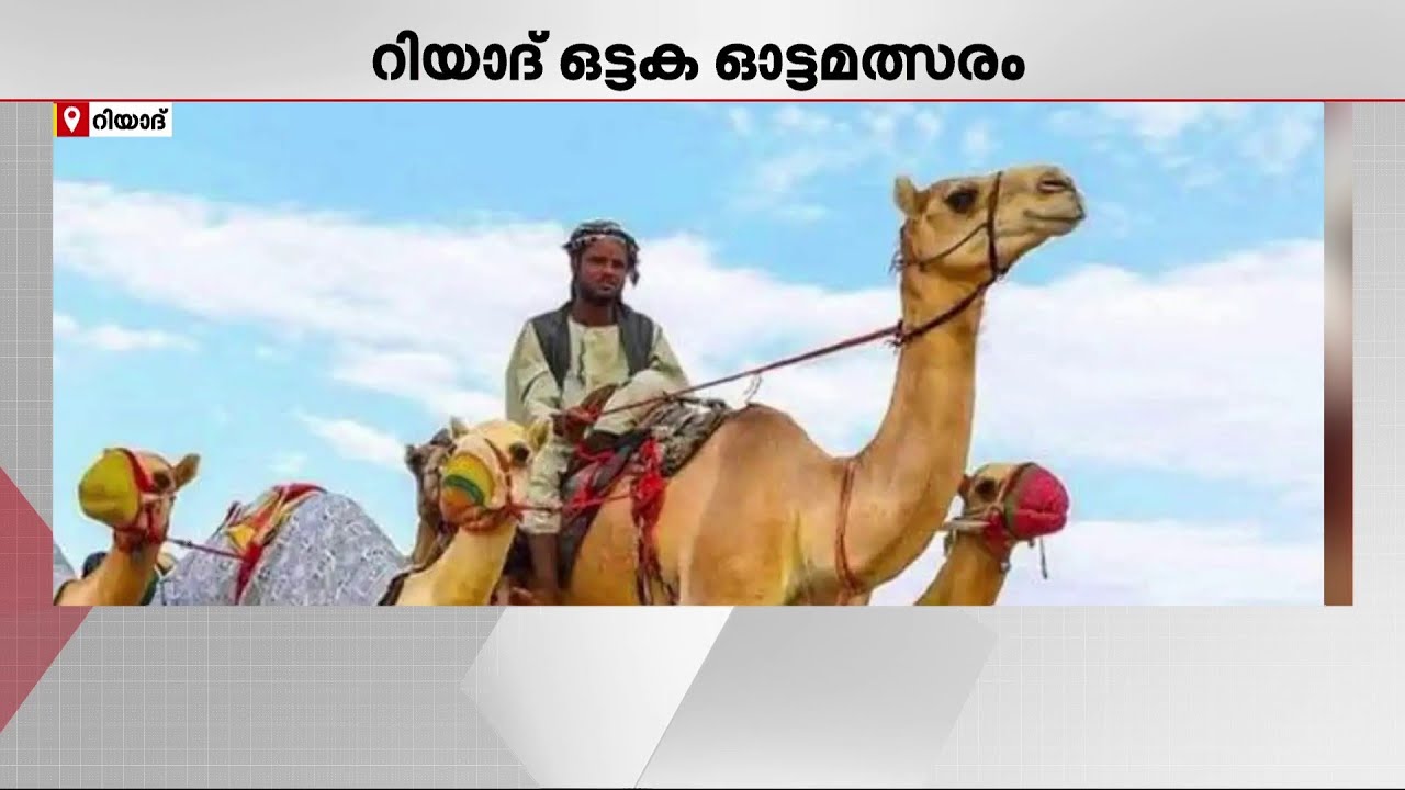 റിയാദ് ഒട്ടക ഓട്ടമത്സരത്തിൽ ഇത്തവണ വനിതാ സവാരിക്കാരും | Gulf | Camel ...