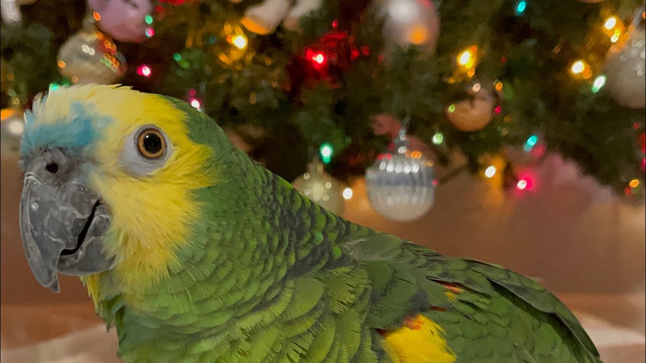 Loro desesperado por ver a su papá/loros que hablan #talkingparrot # ...