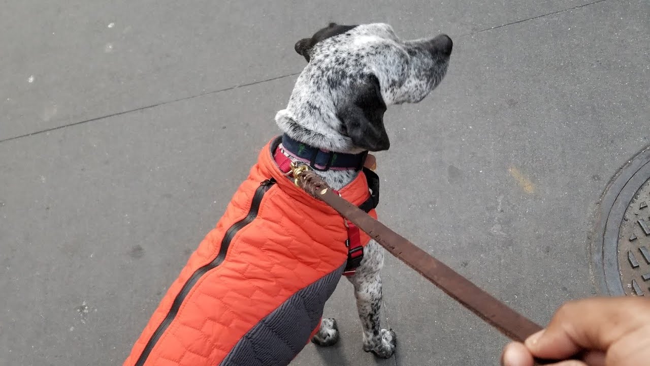 My first WAG walk experience - YouTube