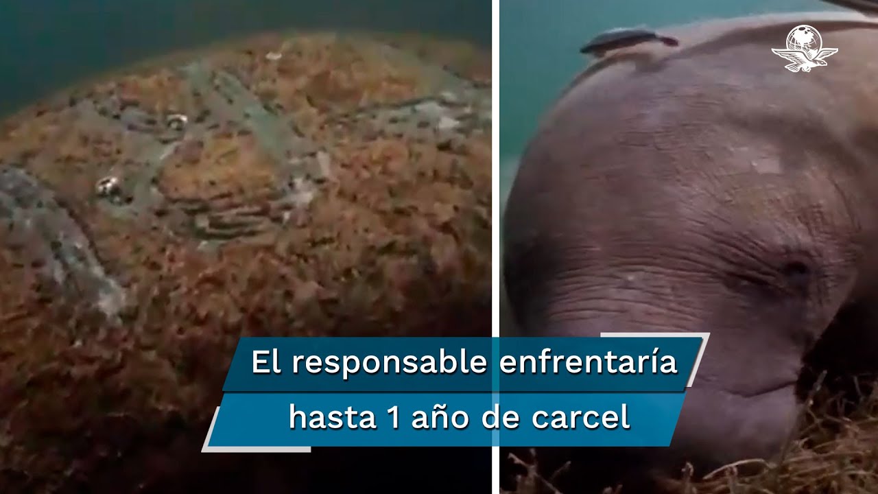 Tallan la palabra 'Trump' en lomo de manatí en Florida - YouTube