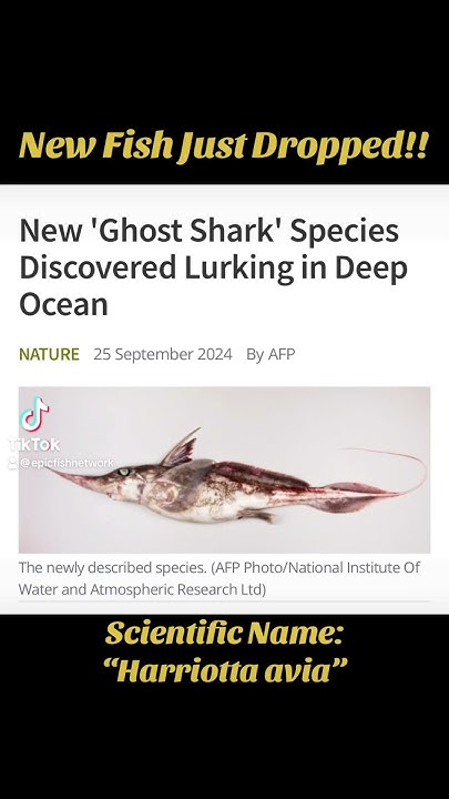 New Fish Species Discovered! #fish #ocean #saltwaterfish - YouTube