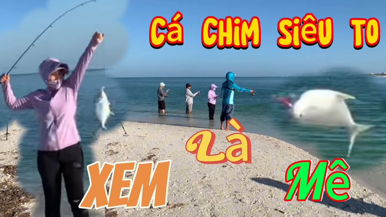 Mùa Câu Cá Chim Ở Florida | Câu Được Cá Chim Siêu To Ở Địa Điểm Mới ...