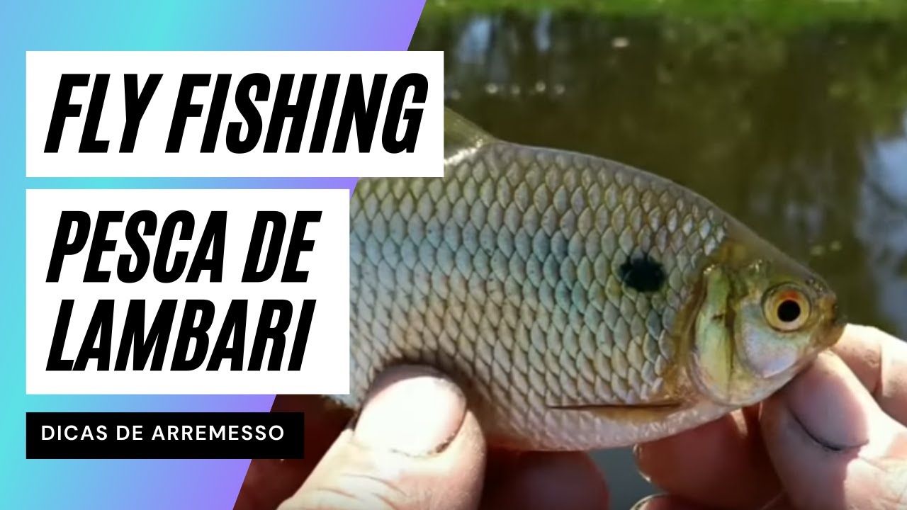 FLY FISHING LAMBARI | VEJA NA PRÁTICA COMO É SIMPLES - YouTube