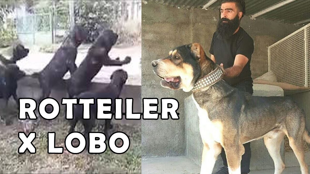cruzaron ROTTWEILER CON LOBO y apareció LA BESTIA SERBIA - YouTube