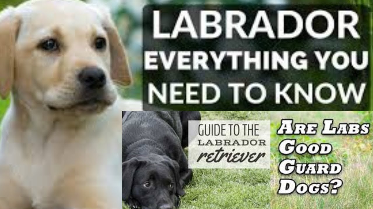 Are Black Labradors Good Guard Dogs